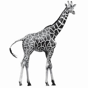 Where To Buy – Angry Giraffe Vodka